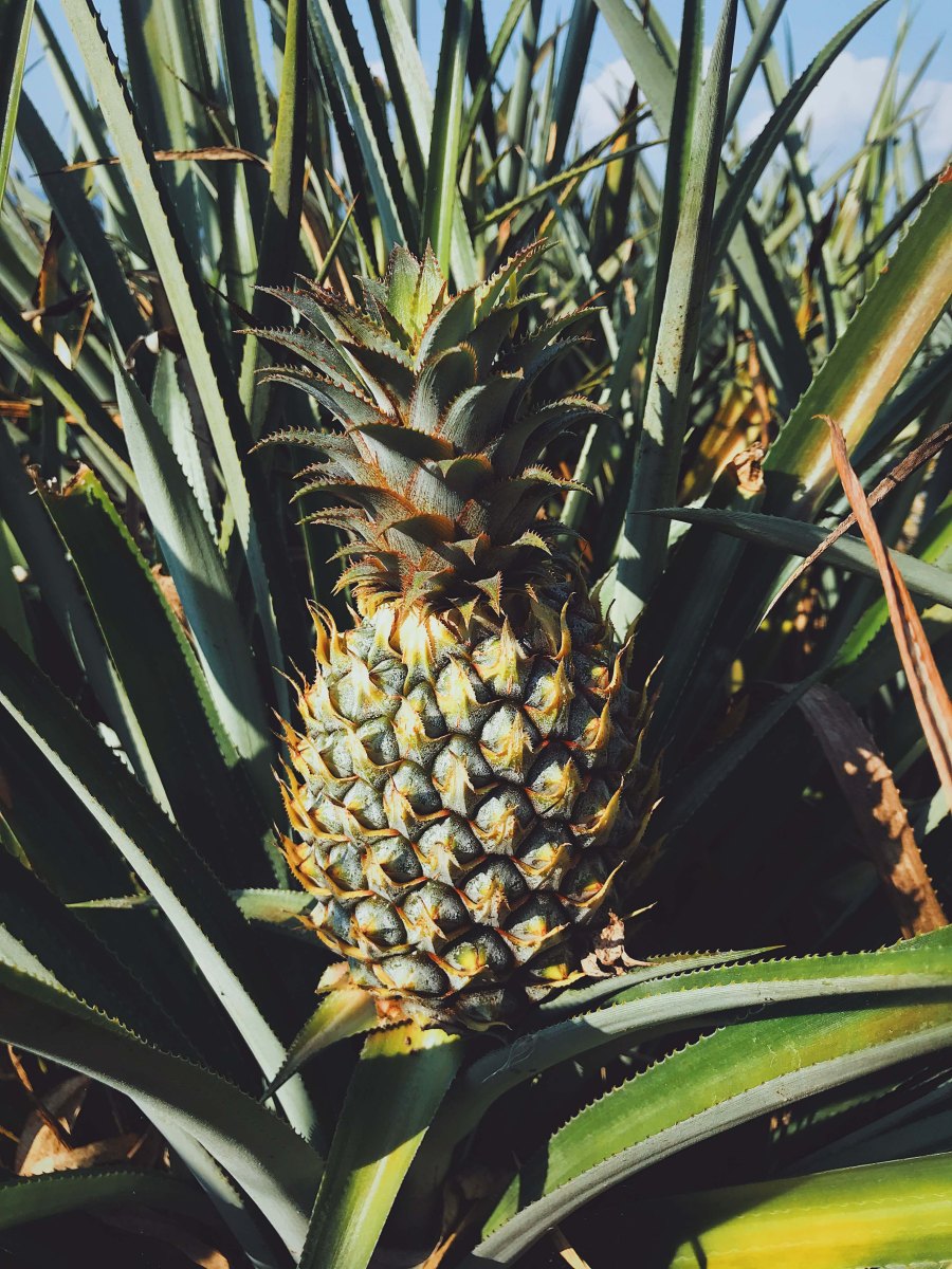 dies-das-ananas | coastal w/us